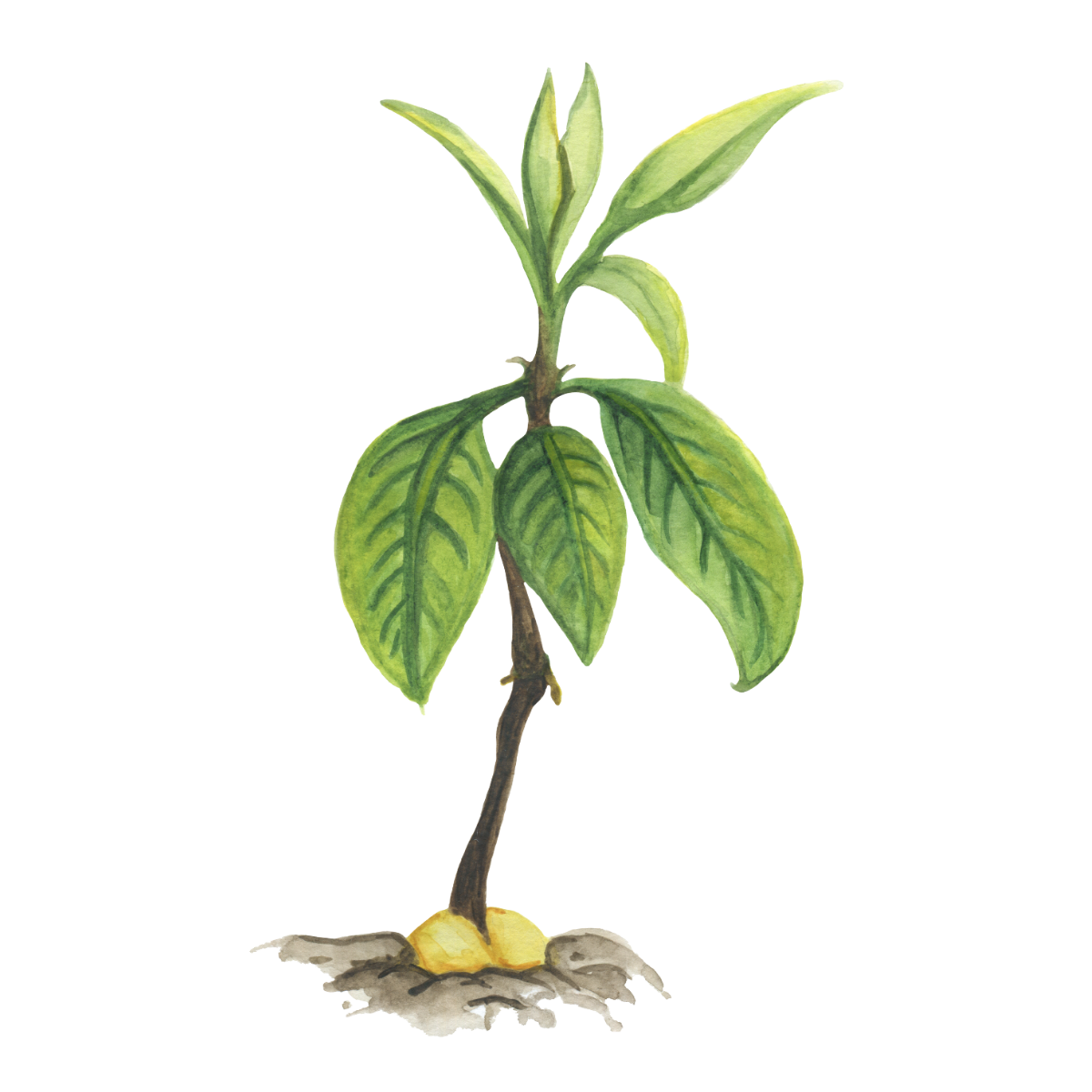 Bemat Colombia – Producción sostenible de Aguacate Hass